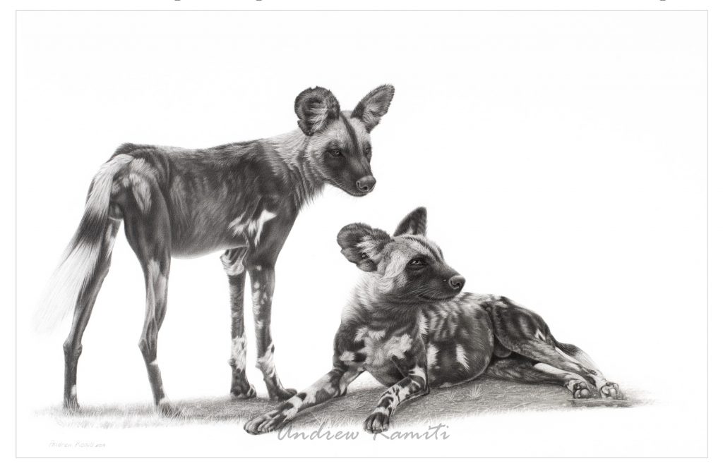 African Wild Dog Drawing